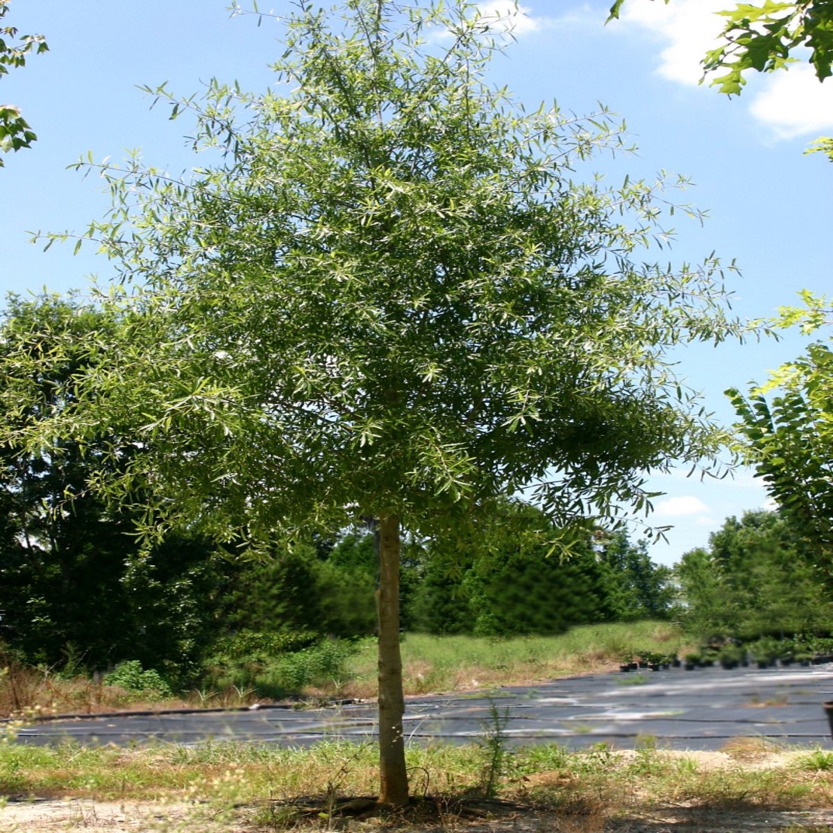 Quercus Phellos Hightower Willow Oak | SiteOne