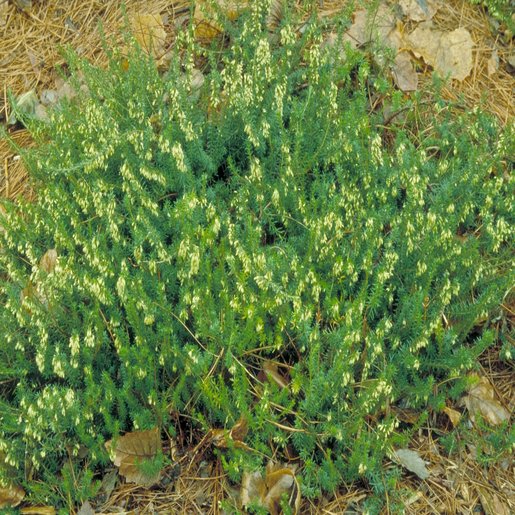 Erica Carnea Springwood White Winter Heath | SiteOne