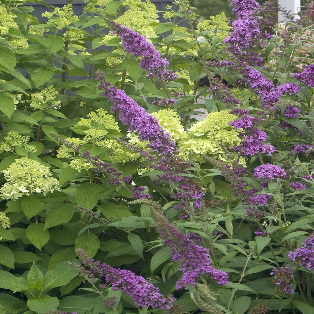 Buddleia Davidii Color Choice Peakeep Peacock Butterfly | SiteOne