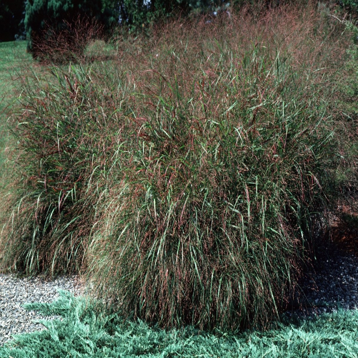 Panicum Virgatum Haense Herms Switch Grass | SiteOne