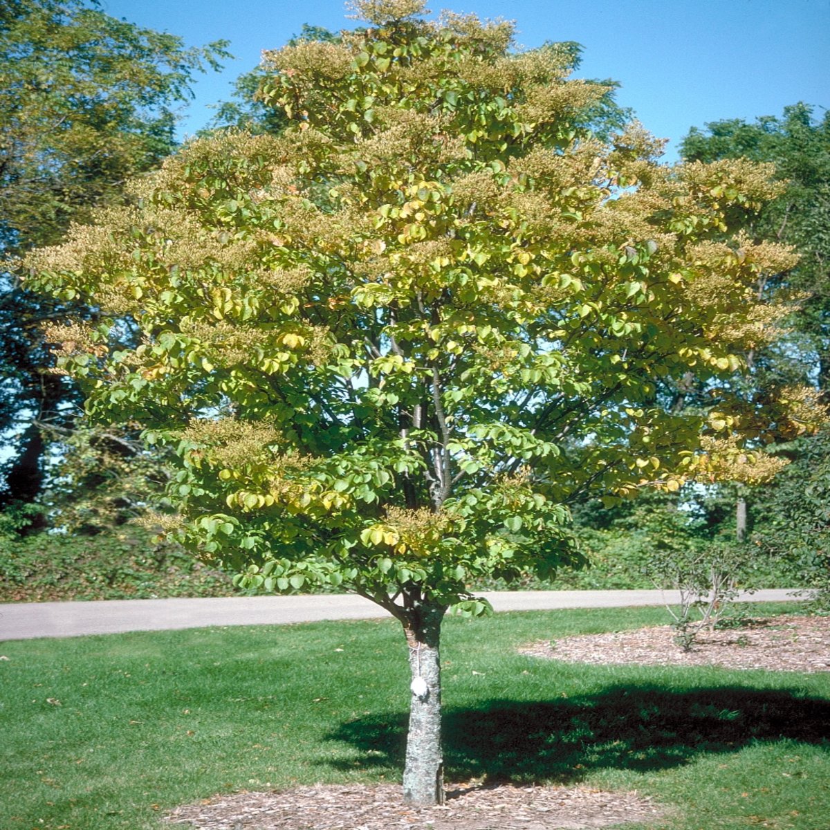 Syringa Reticulata Ivory Silk Japanese Tree Lilac | SiteOne