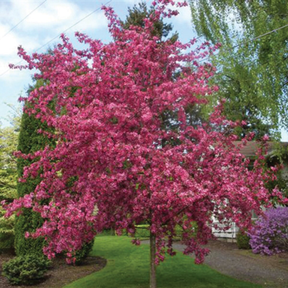 Malus X Royal Raindrops Crabapple | SiteOne