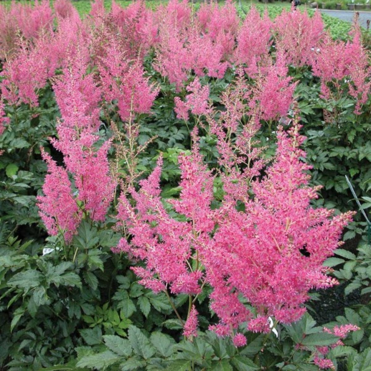 Astilbe Chinensis Vision In Pink Chinese Astilbe | SiteOne