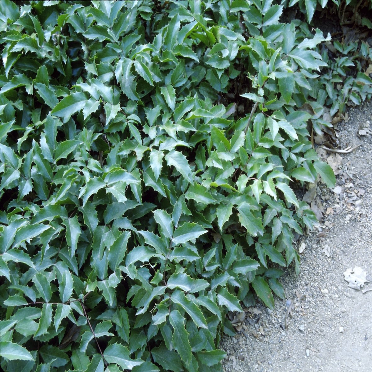 Mahonia Aquifolium Compacta Compact Oregon Grape | SiteOne