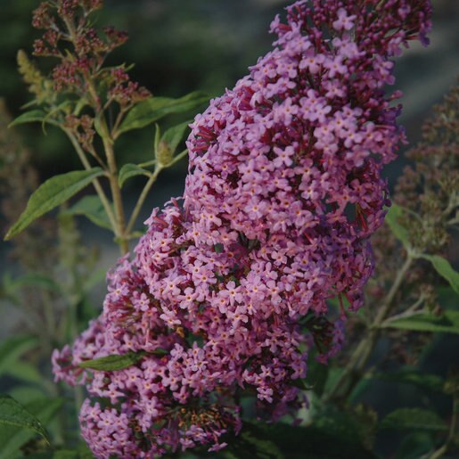 Buddleia X Flutterby Pink Seedless Butterfly Bush | SiteOne