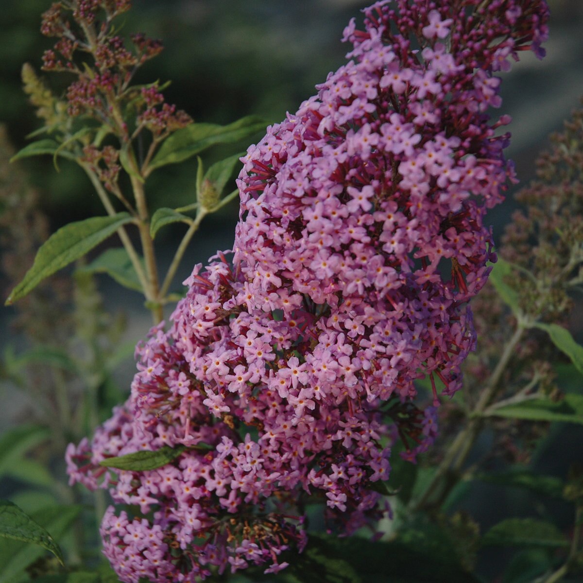 Buddleia X Flutterby Pink Seedless Butterfly Bush | SiteOne