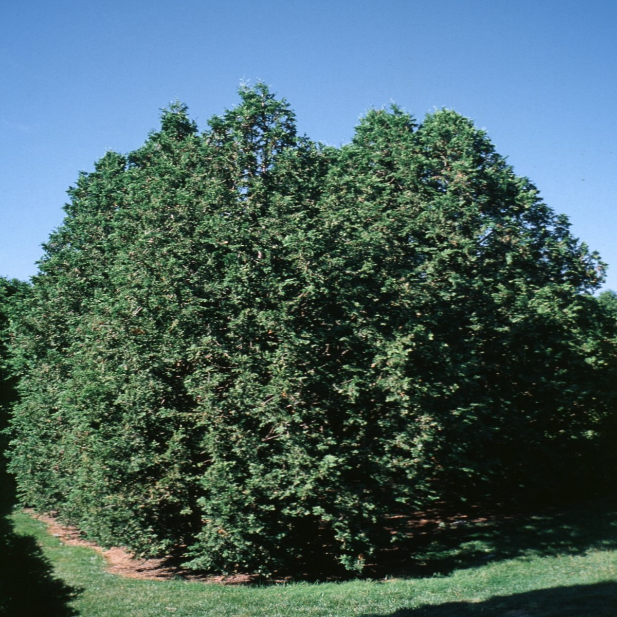 Thuja Occidentalis Filiformis Threadleaf Arborvitae | SiteOne