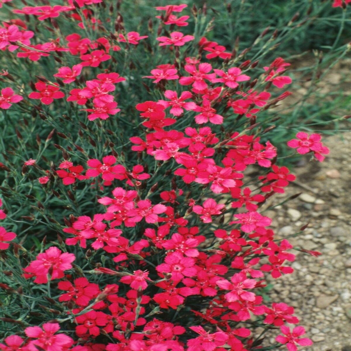 Dianthus Deltoides Brilliant Maiden Pinks | SiteOne