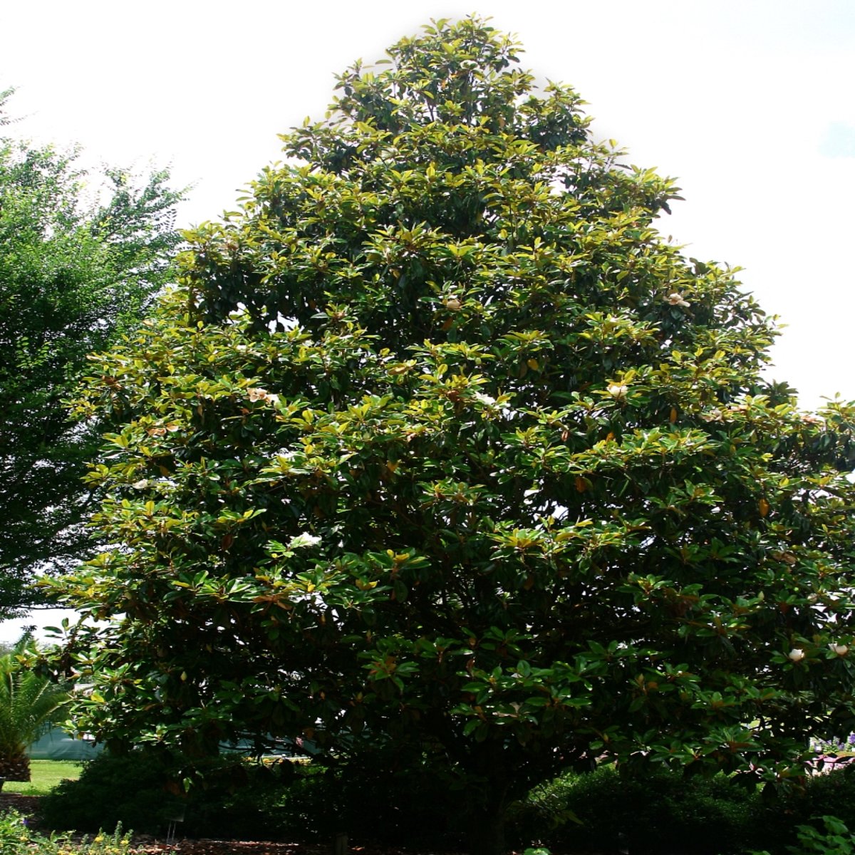 Magnolia Grandiflora Glen St. Mary Southern Magnolia | SiteOne