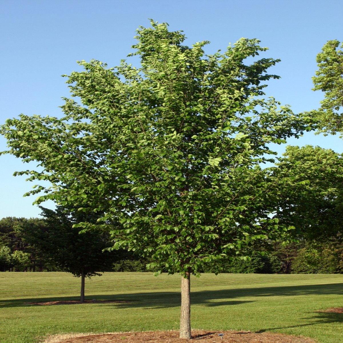 Ulmus Americana 'Princeton' American Elm | SiteOne
