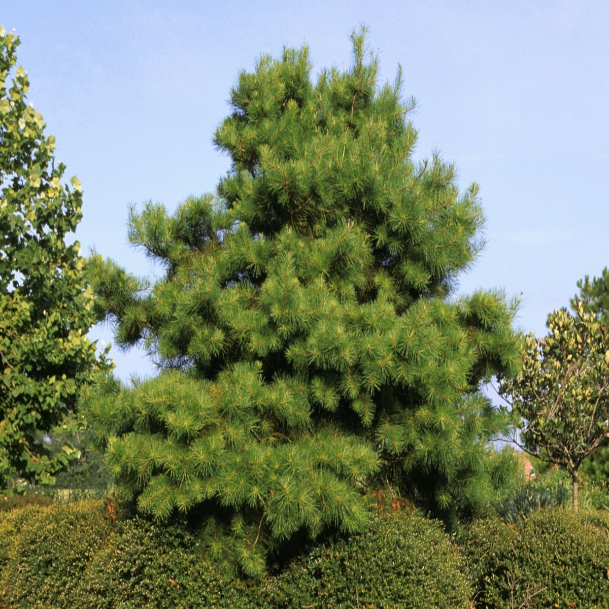 Pinus Glabra Spruce Pine | SiteOne