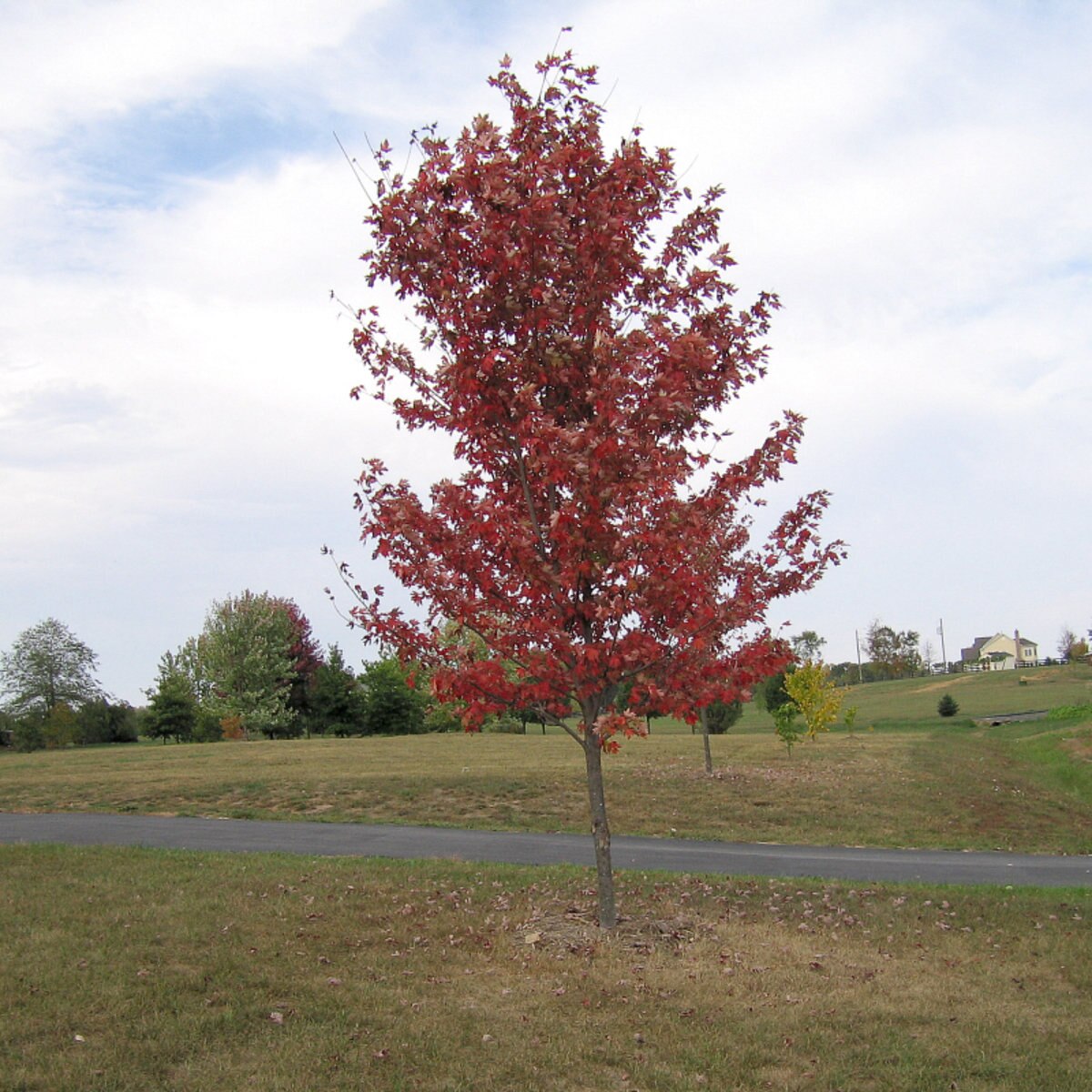 Acer X Freemanii Autumn Blaze Red Maple | SiteOne