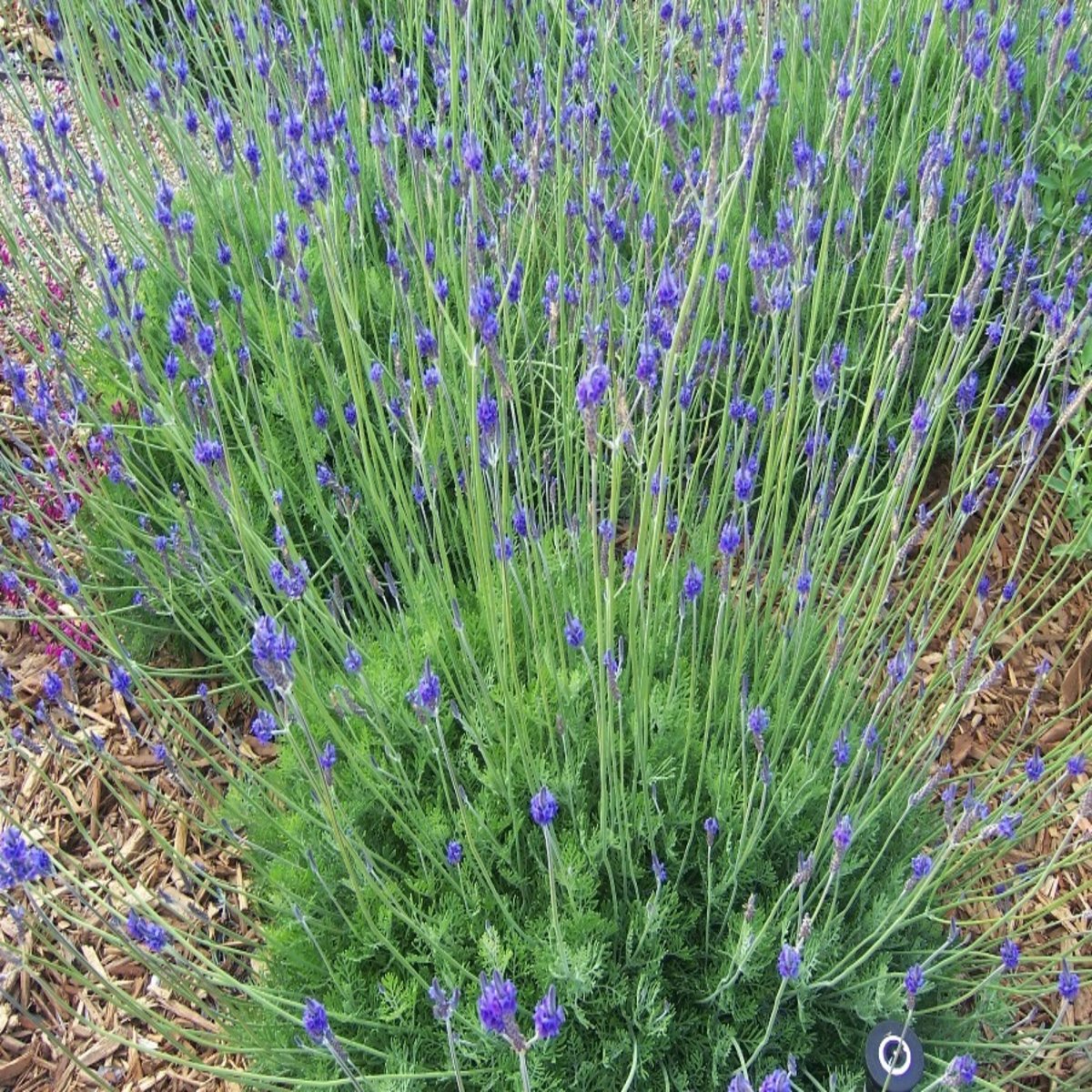 Lavandula Multifida Fern Leaf Lavender | SiteOne