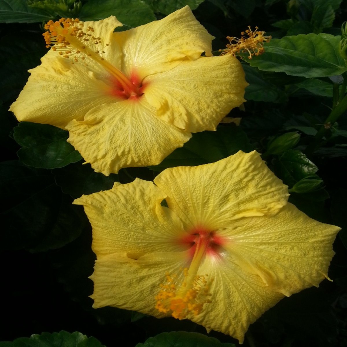 Hibiscus Rosa-Sinensis Hula Girl Hibiscus | SiteOne