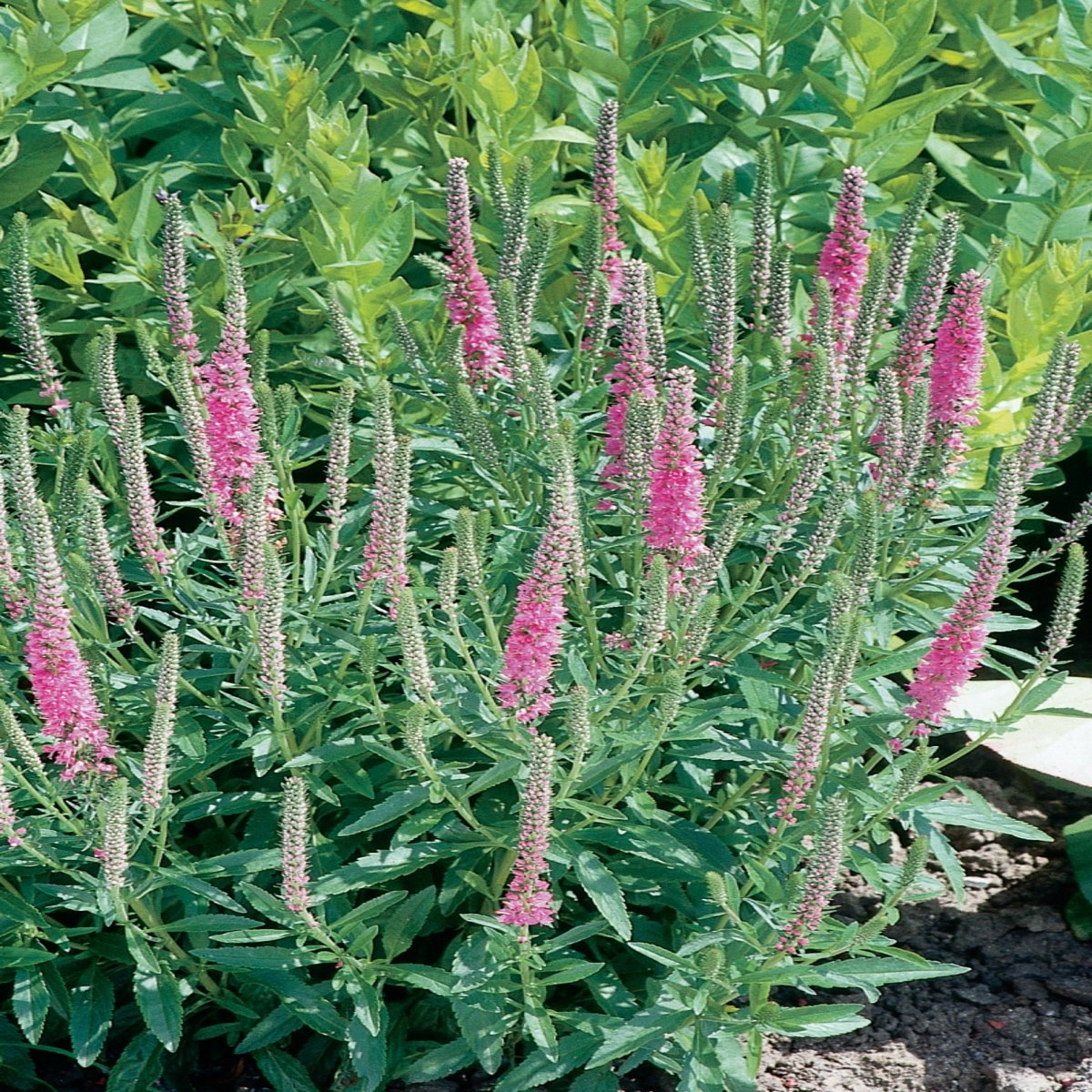 Veronica Spicata Red Fox Speedwell | SiteOne