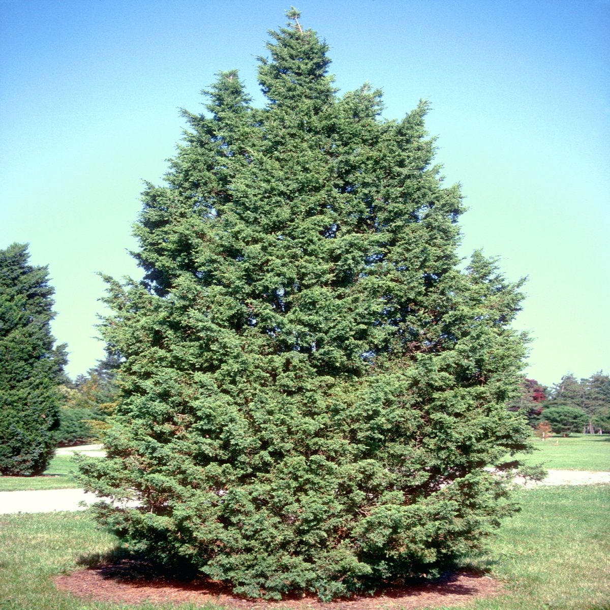Juniperus Chinensis Iowa Chinese Juniper | SiteOne