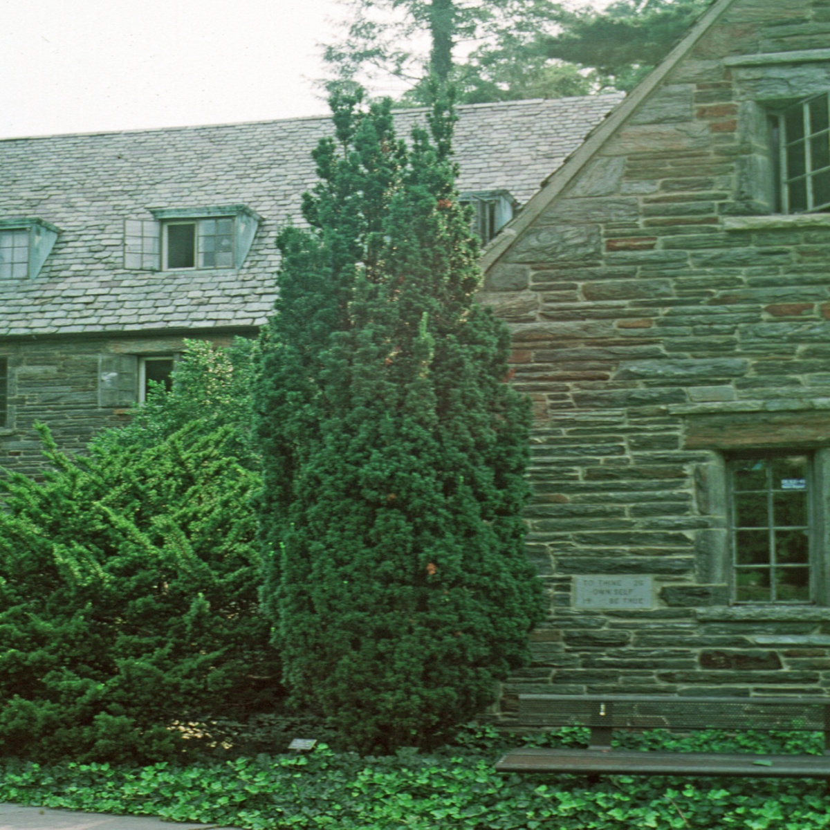 Taxus X Media Hatfieldii Anglojap Yew | SiteOne