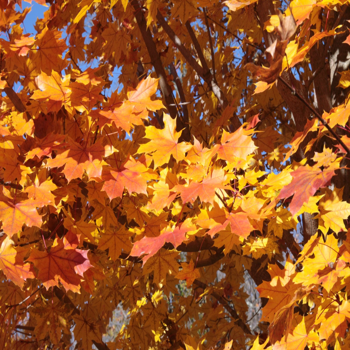 Acer Rubrum Red Sunset Red Maple | SiteOne