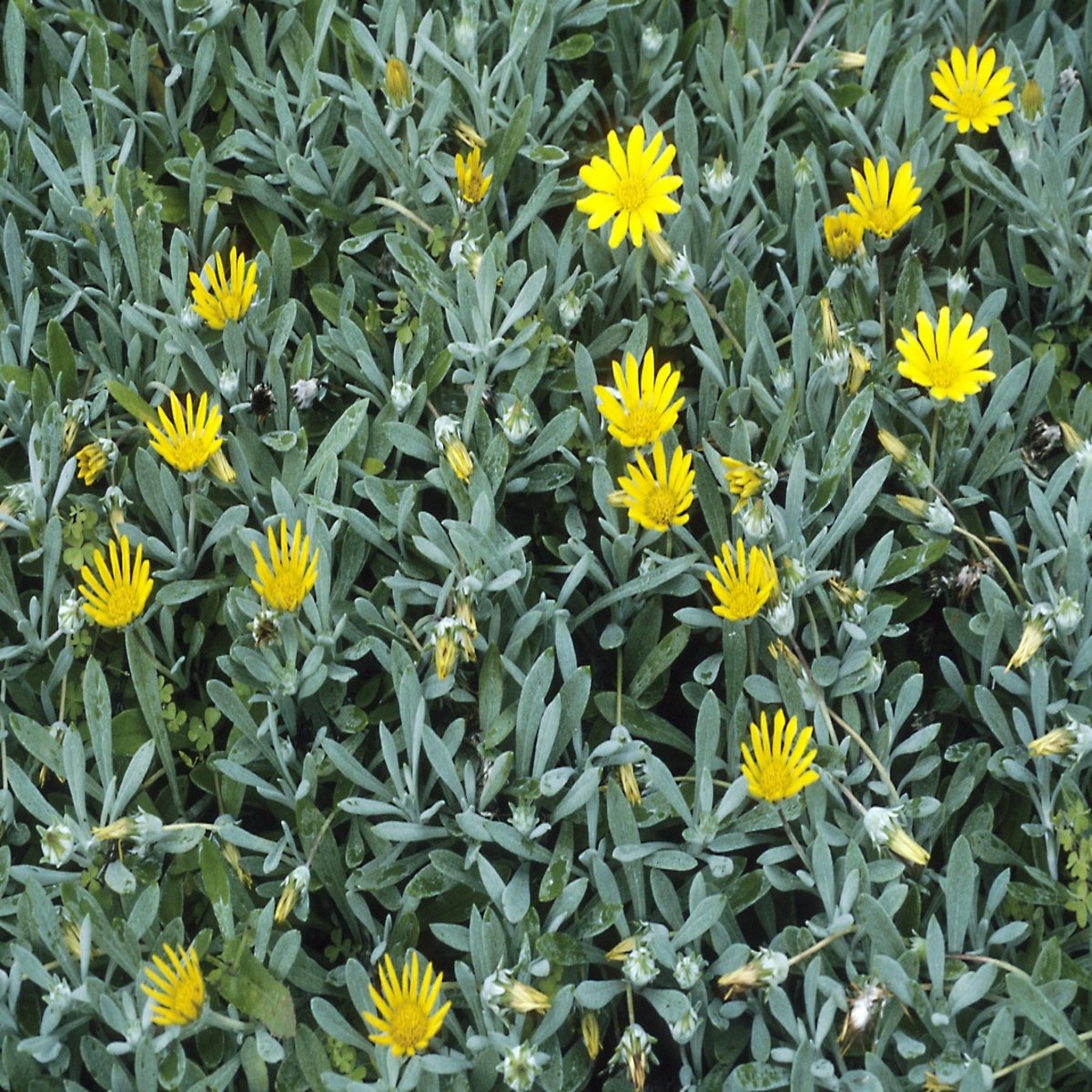 Gazania Tomentosa Silver Gazania | SiteOne