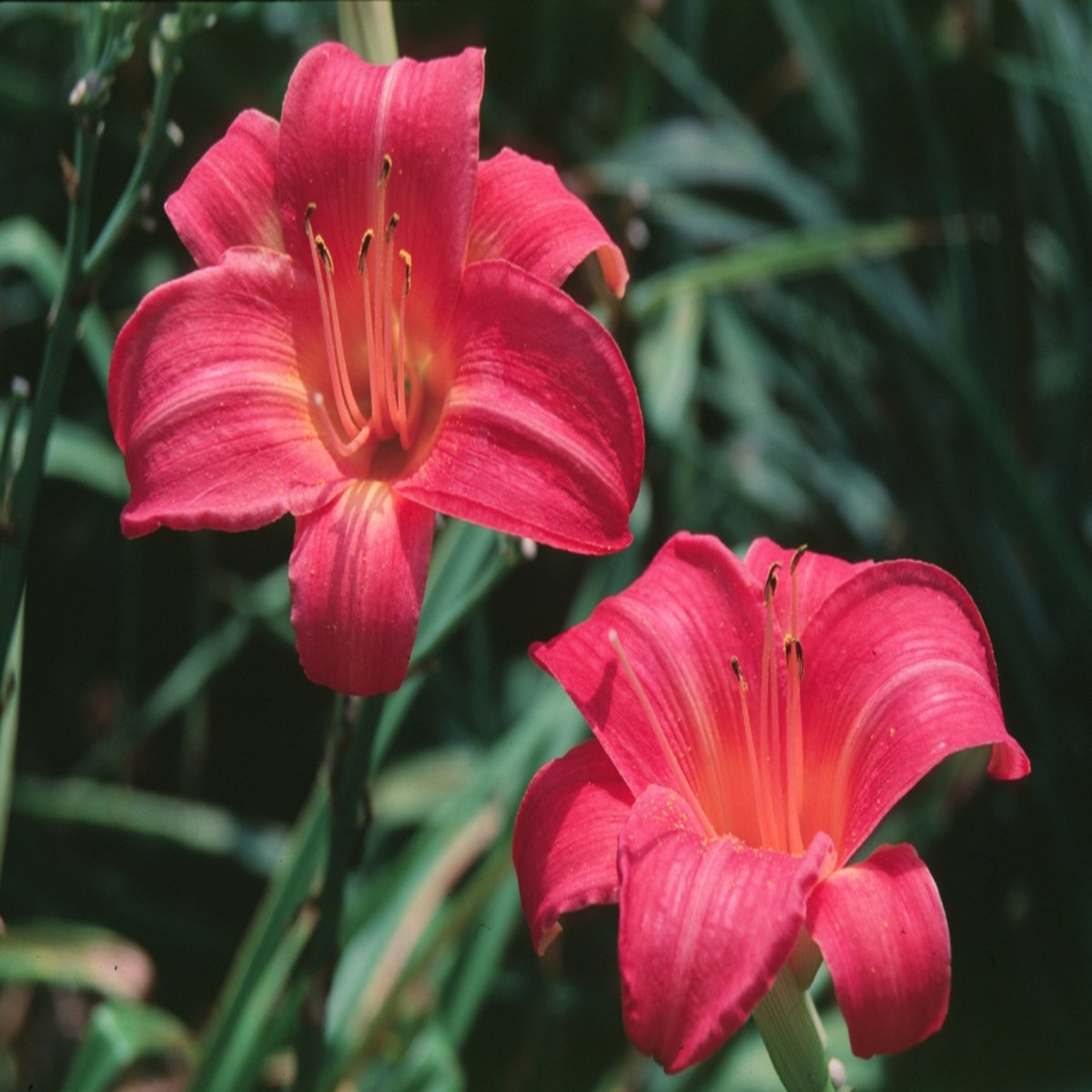 Hemerocallis X Cherry Cheeks Daylily | SiteOne
