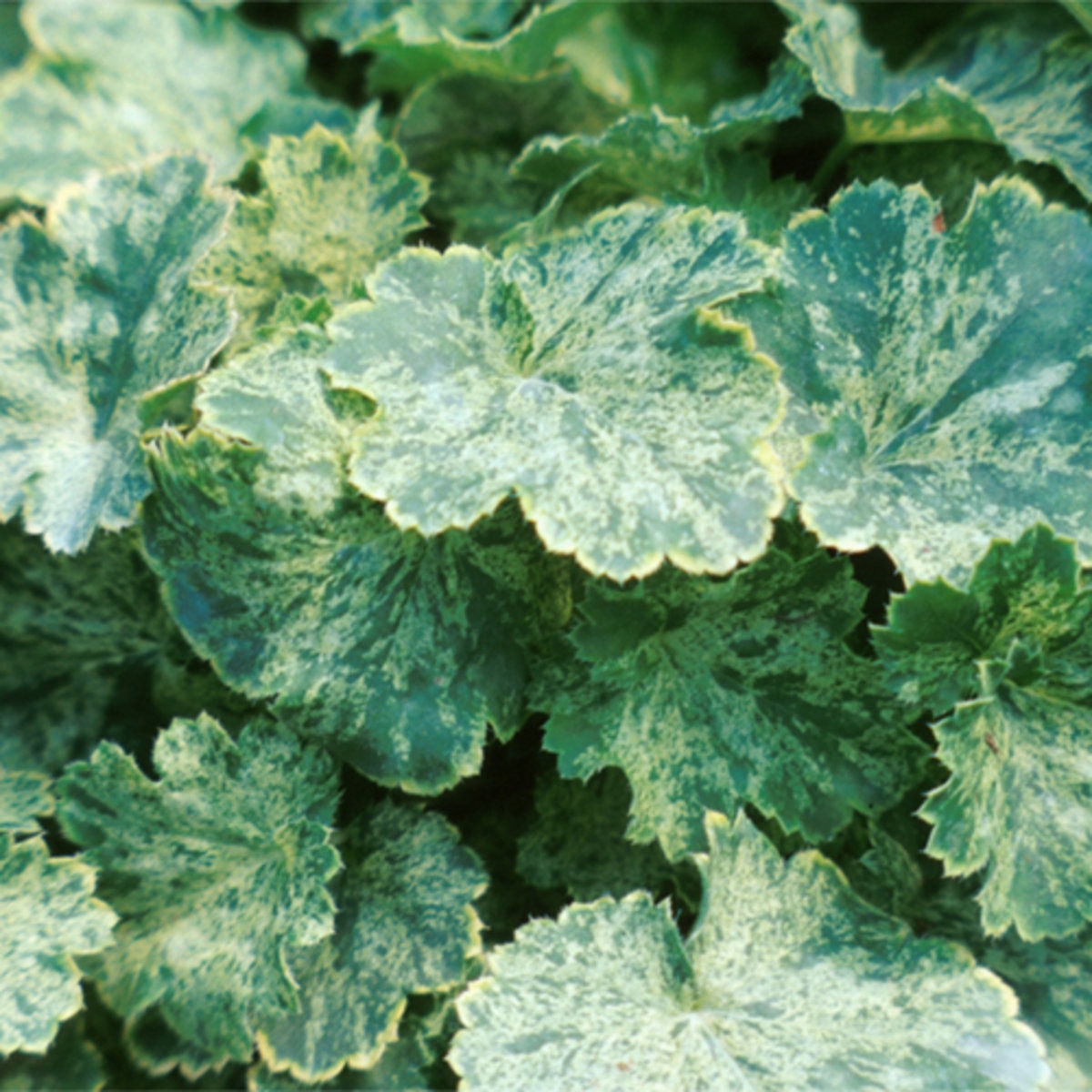 Heuchera Sanguinea Snow Angel Coral Bells | SiteOne