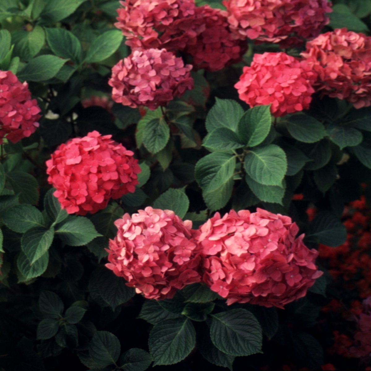 Hydrangea Macrophylla Alpenglow Big Leaf Hydrangea | SiteOne