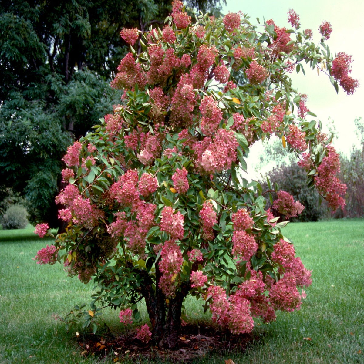 Hydrangea Paniculata Grandiflora PeeGee Panicle Hydrang | SiteOne