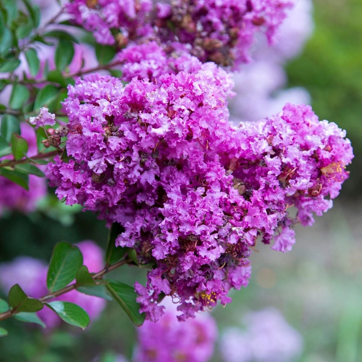 Lagerstroemia X Early Bird Purple Crape Myrtle | SiteOne