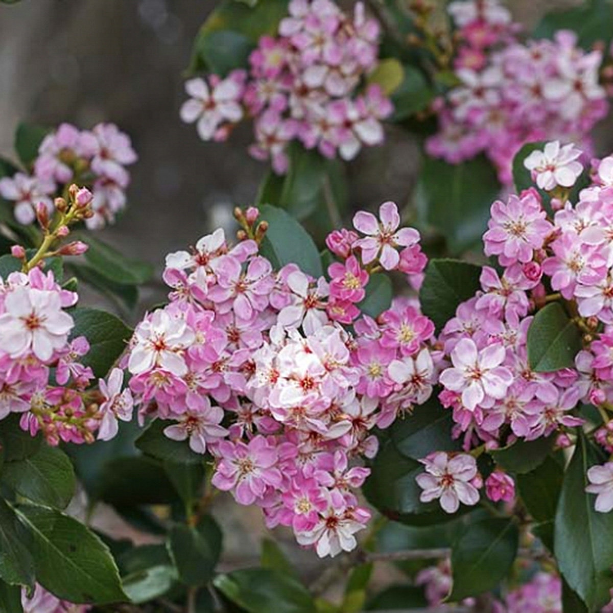Rhaphiolepis Indica Dwarf Pink Indian Hawthorn | SiteOne