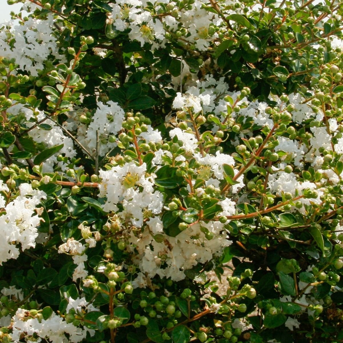 Lagerstroemia X Early Bird White Crape Myrtle | SiteOne