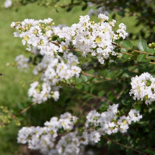 Lagerstroemia X Early Bird White Crape Myrtle | SiteOne