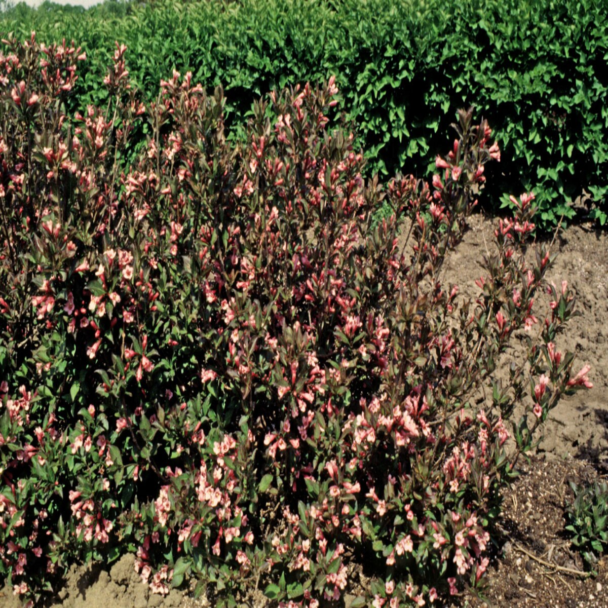 Weigela Florida Java Red Weigela | SiteOne