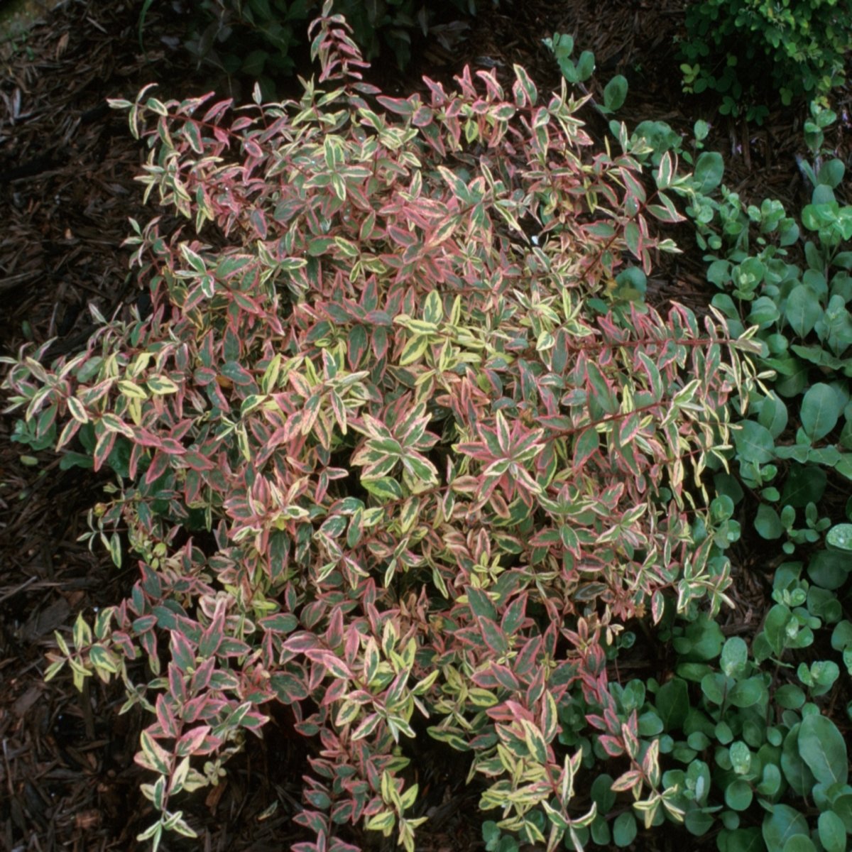 Hypericum X Moserianum Tricolor St. Johns Wort | SiteOne