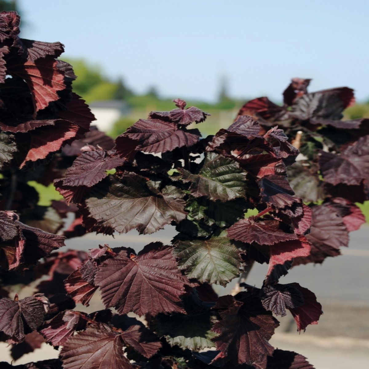 Corylus Avellana Red Dragon Filbert | SiteOne