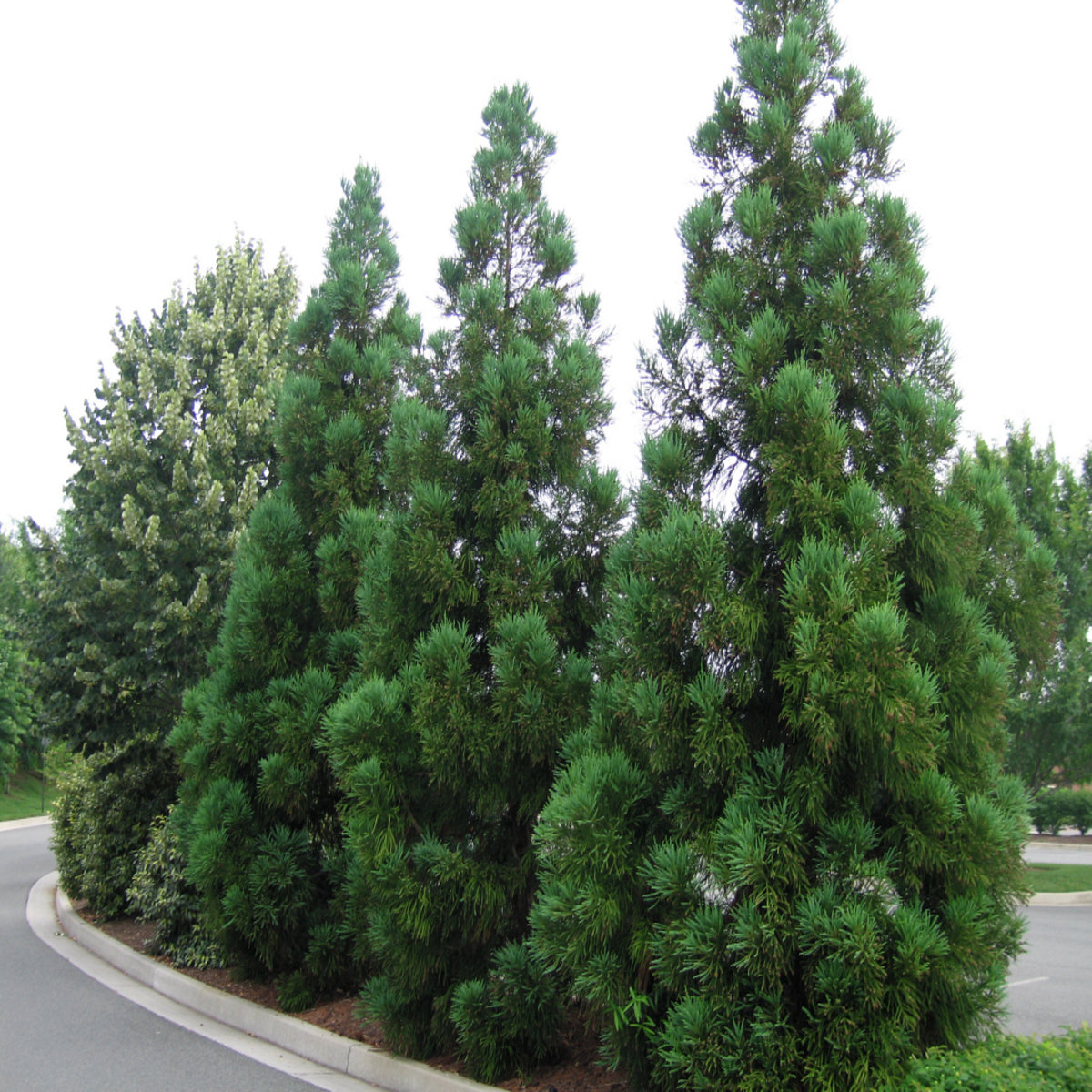 Cryptomeria Japonica Kitayama Japanese Cedar | SiteOne