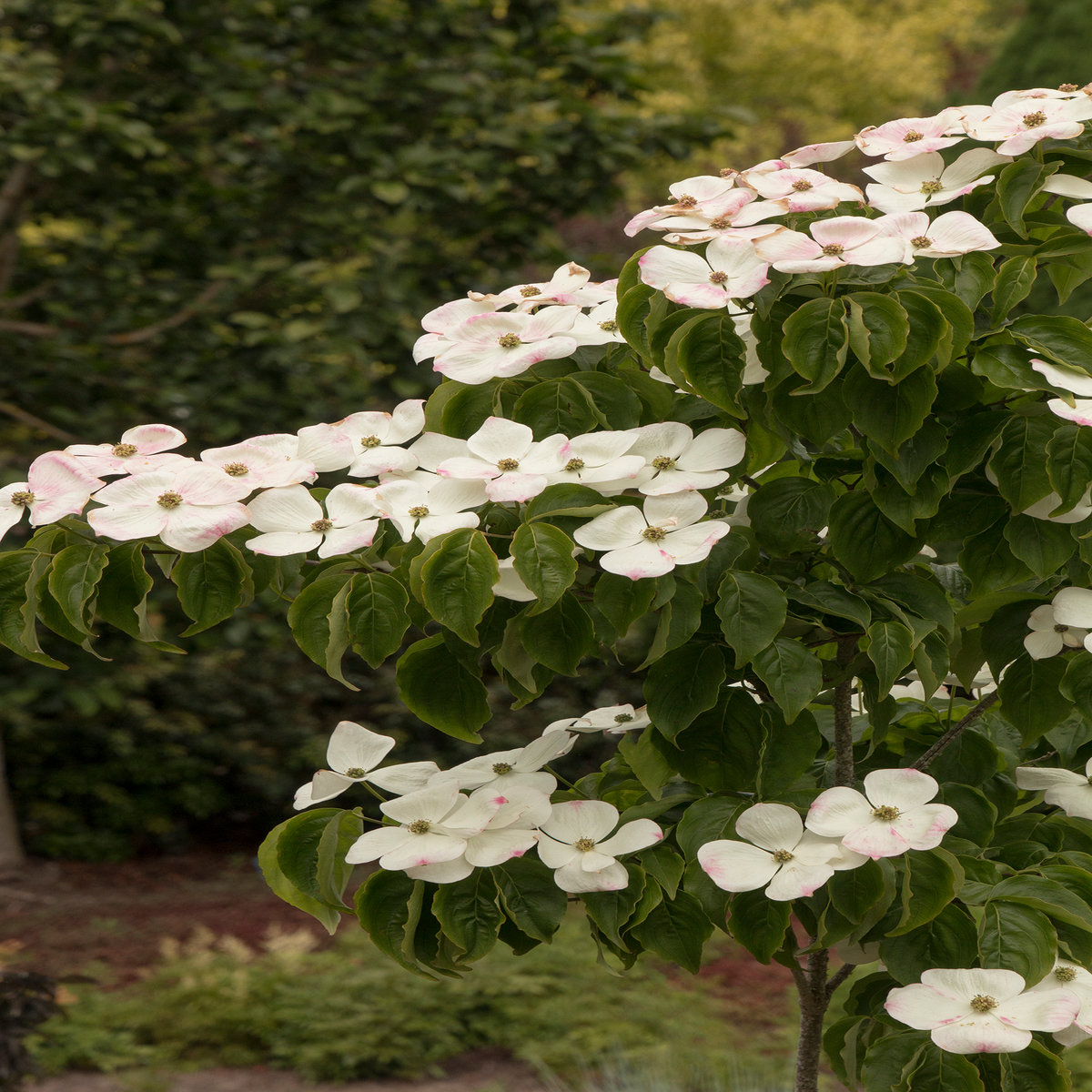 Cornus X Rutgersensis Hyperion Dogwood | SiteOne