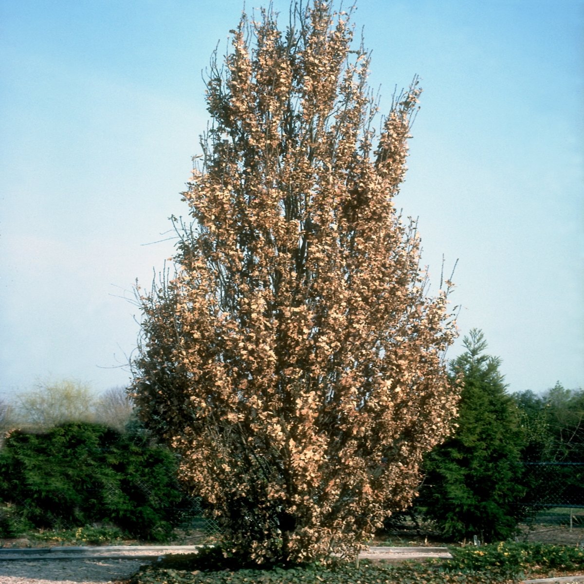 Quercus Robur Skyrocket English Oak | SiteOne