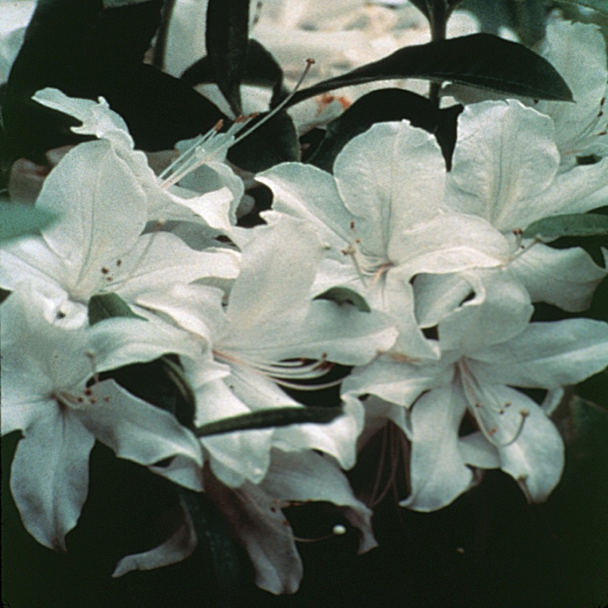 Rhododendron X White Lights Azalea | SiteOne