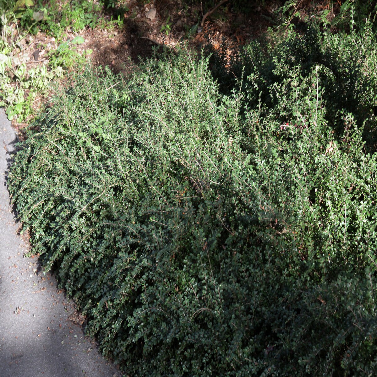 Cotoneaster Horizontalis Perpusillus Rockspray Cotoneas | SiteOne