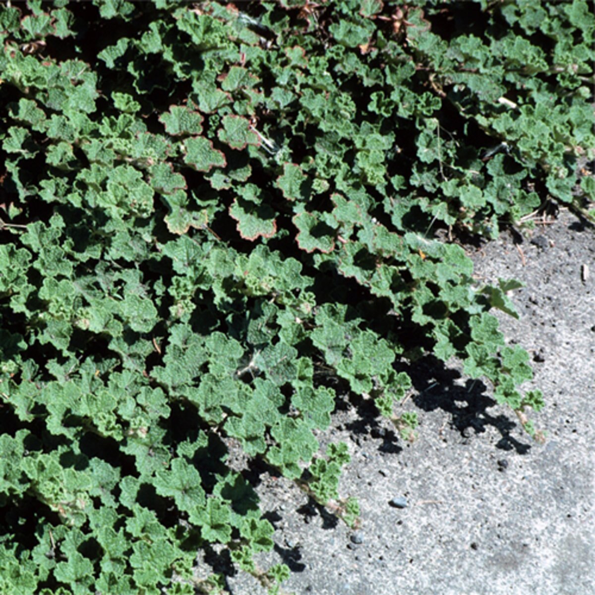 Rubus Pentalobus Creeping Raspberry | SiteOne