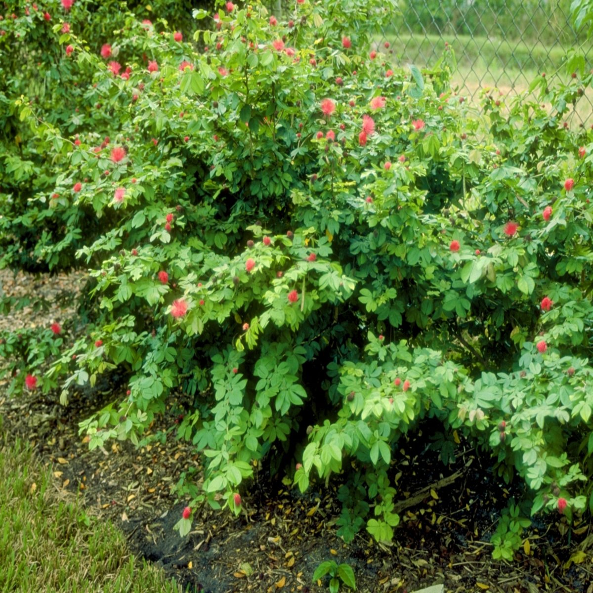 Calliandra Haematocephala Nana Red Powderpuff | SiteOne