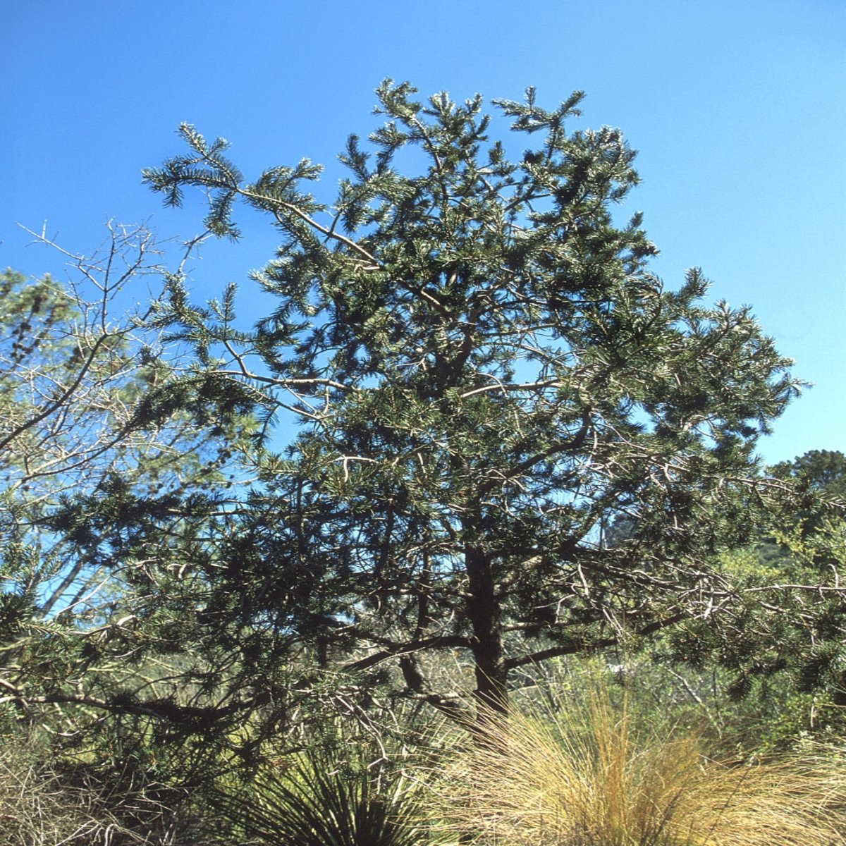 Pinus Edulis Pinyon Pine | SiteOne