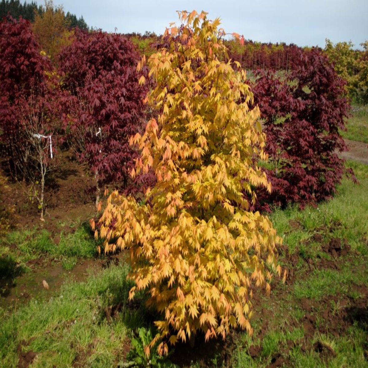 Acer Shirasawanum Autumn Moon Full Moon Japanese Maple | SiteOne