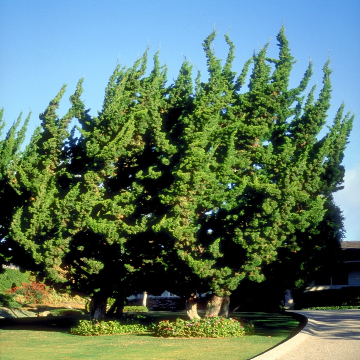 Juniperus Chinensis Torulosa Chinese Hollywood Juniper | SiteOne