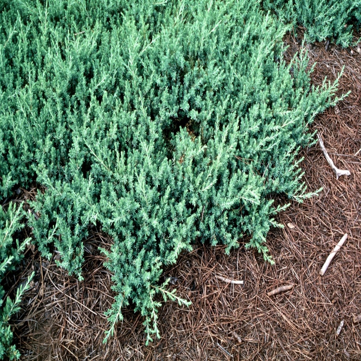 Juniperus Conferta Blue Pacific Shore Juniper | SiteOne