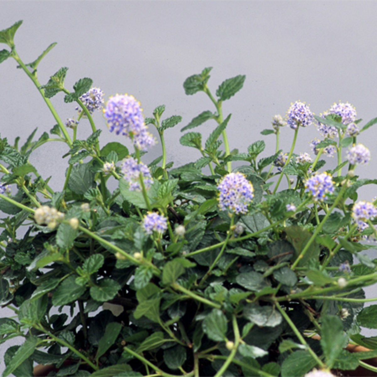 Ceanothus Griseus var. Horizontalis Diamond Heights Var | SiteOne