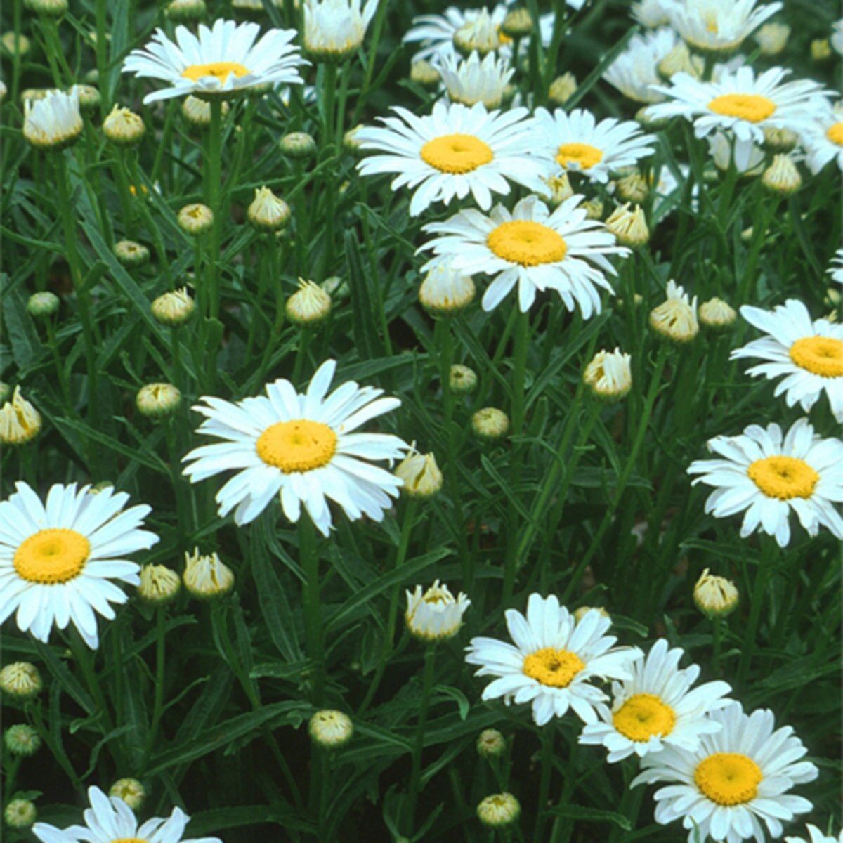 Leucanthemum X Superbum 'Snow Lady' Shasta Daisy | SiteOne