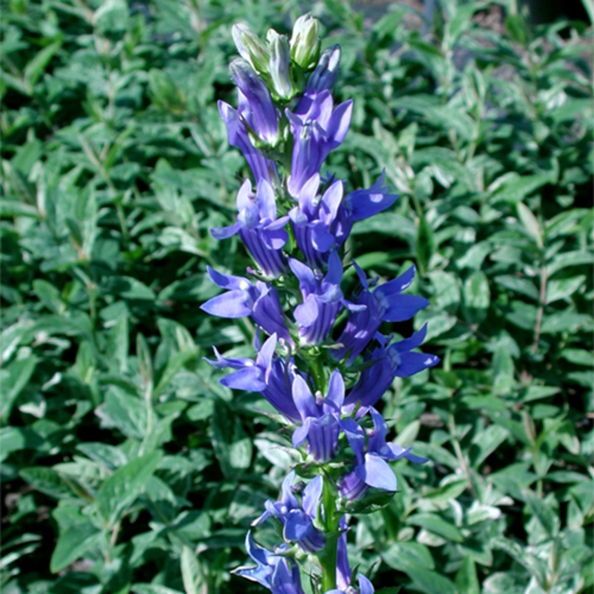 Lobelia Siphilitica Blue Selection Cardinal Flower | SiteOne
