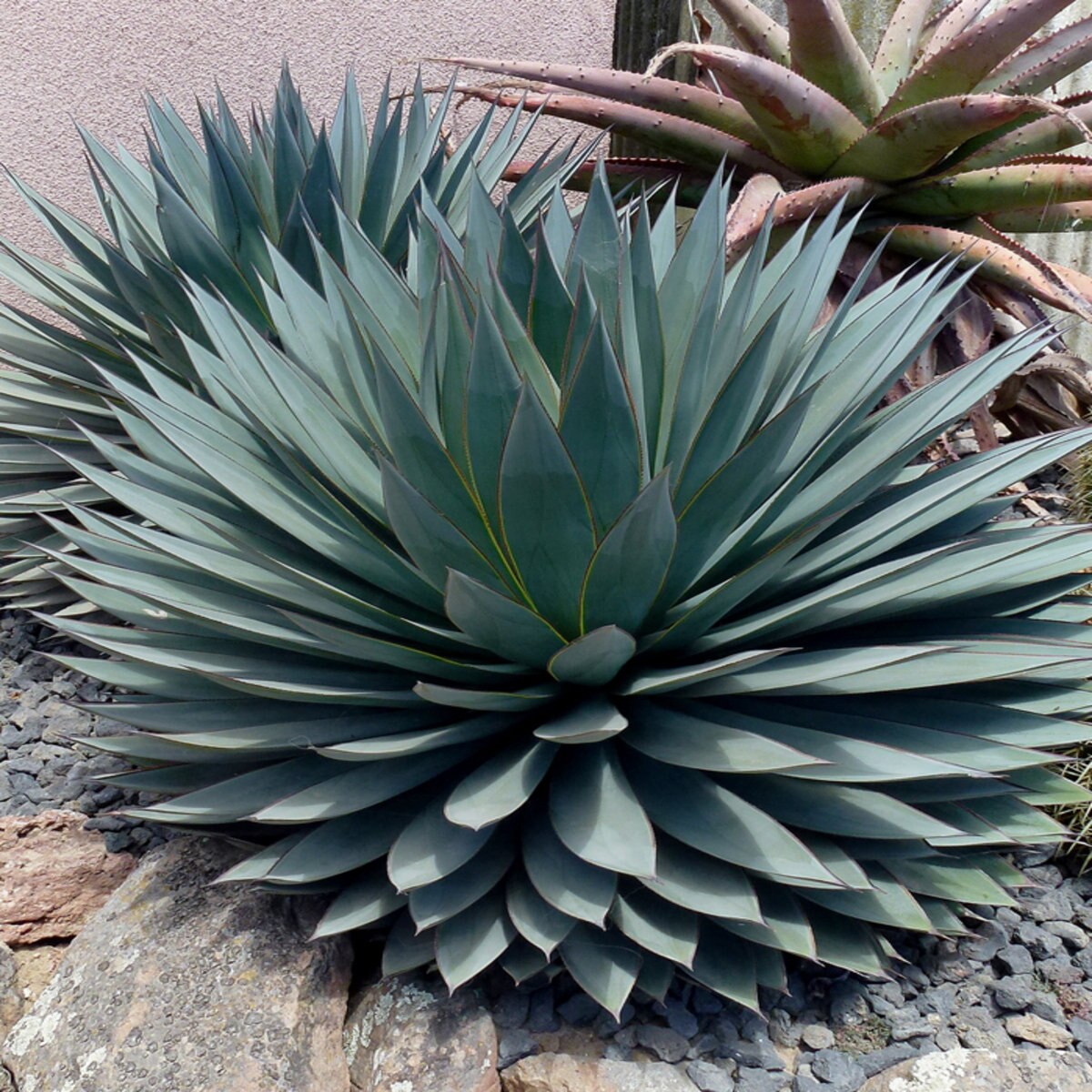 Agave X Blue Glow Agave | SiteOne