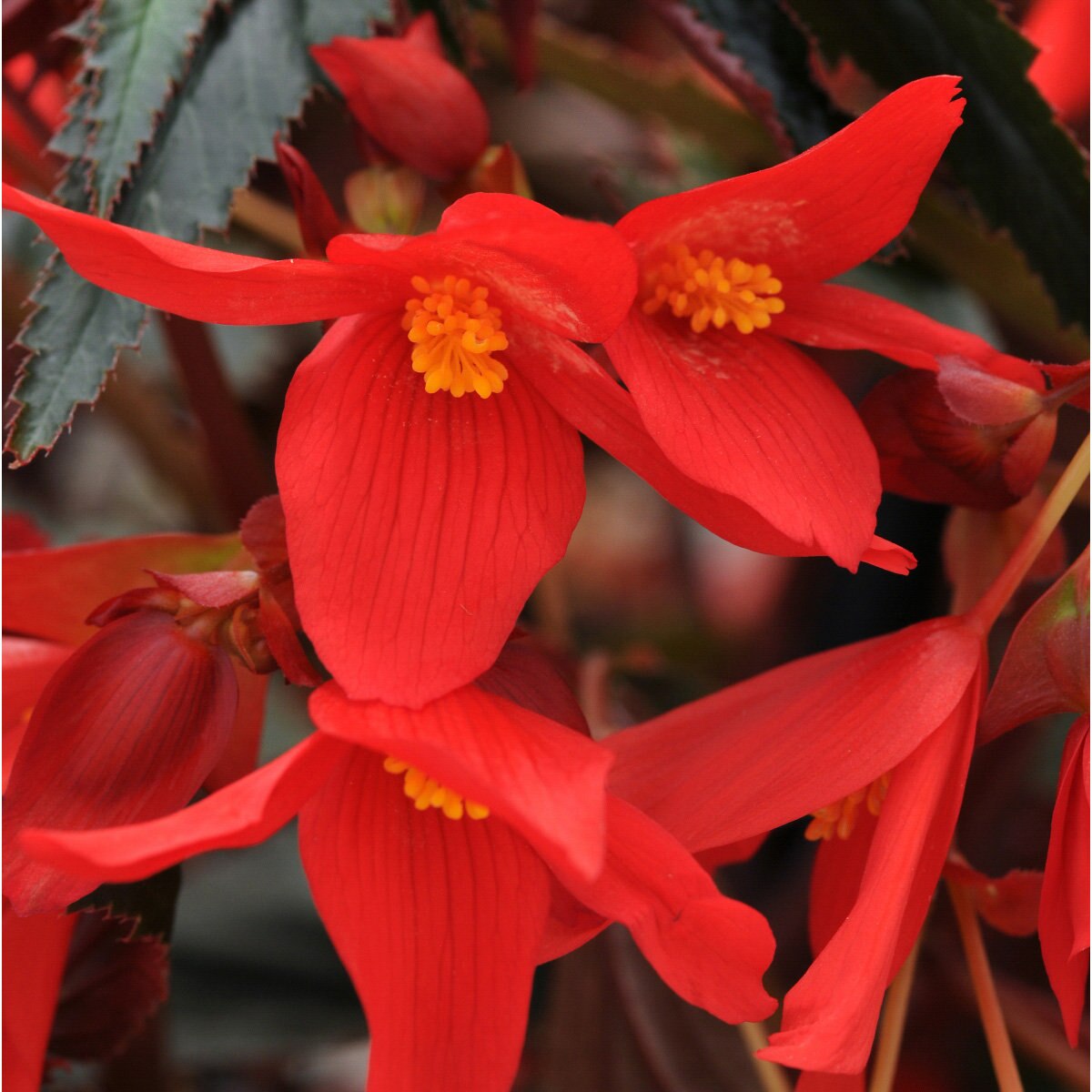 Begonia Boliviensis Mistral Begonia | SiteOne